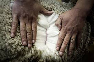 Australia farmer awarded for producing finest Merino wool bale | | YnFx