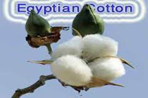 Egypt working to boost cotton cultivation across different provinces ...