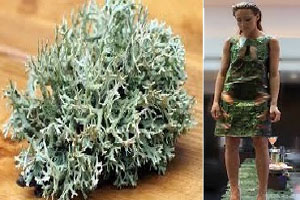 New material made from Seaweed to be the next season wear | | YnFx