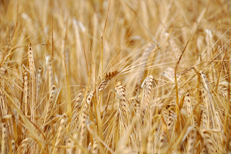 Wheat straw emerges as eco-friendly insulation solution | YnFx